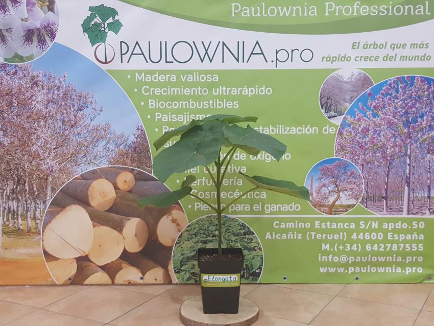 Paulownia ShanTong горшок 600мл