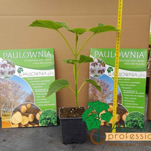 Paulownia ShanTong горшок 600мл
