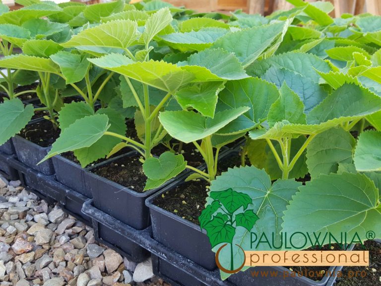 TOMENTOSA – Paulownia Professional